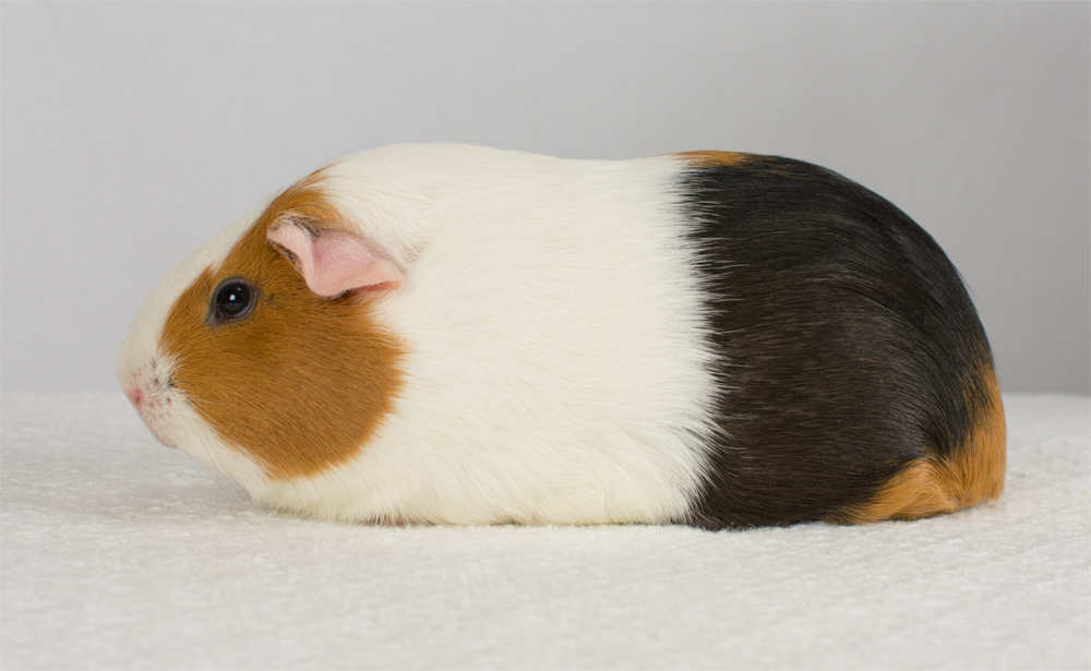 Santa Barbara Skinny Pigs